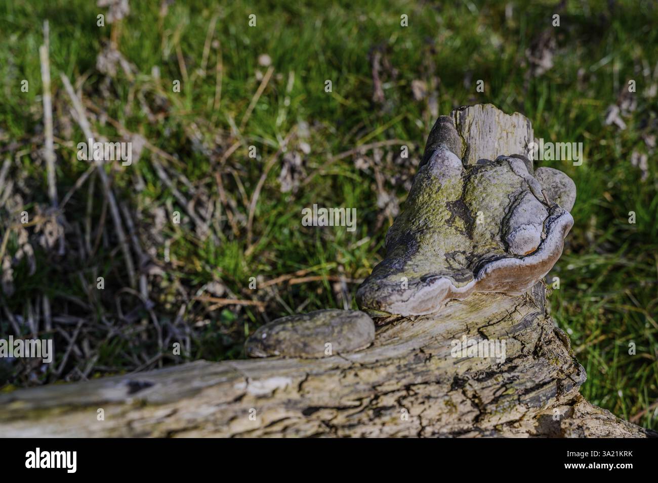Close-up of a tree trunk with fungus and moss in a meadow, Danube ...