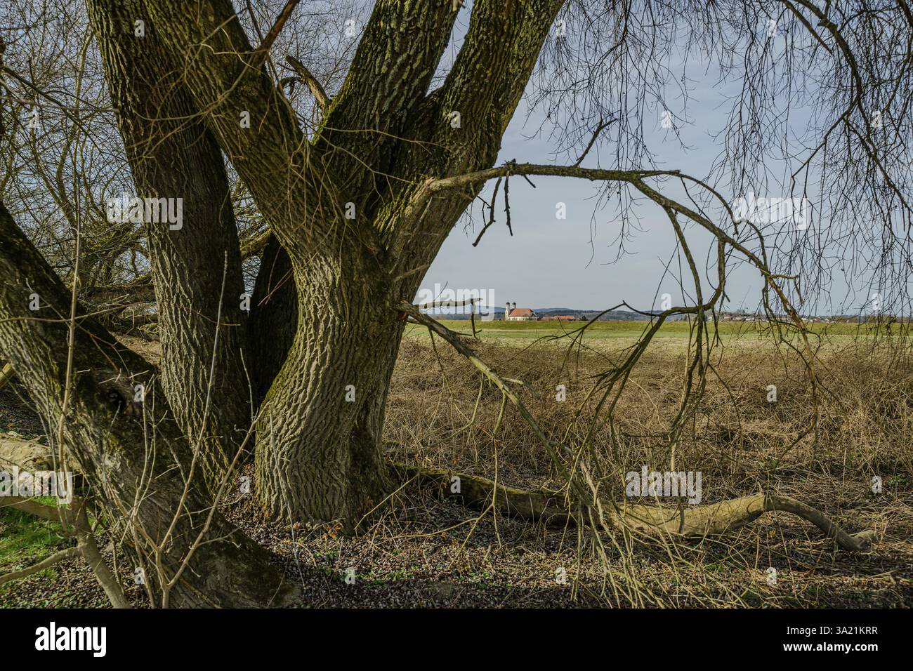 Large trees with a view of the wide landscape and fields, Danube, Bogen ...