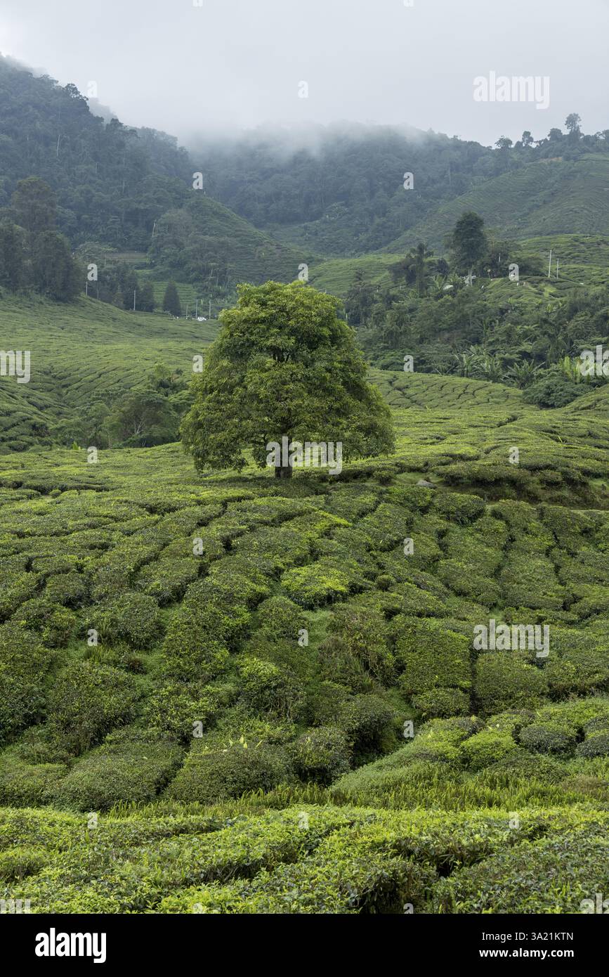 Landscape with tree, Boh Tea tea plantation, Cameron Highlands ...