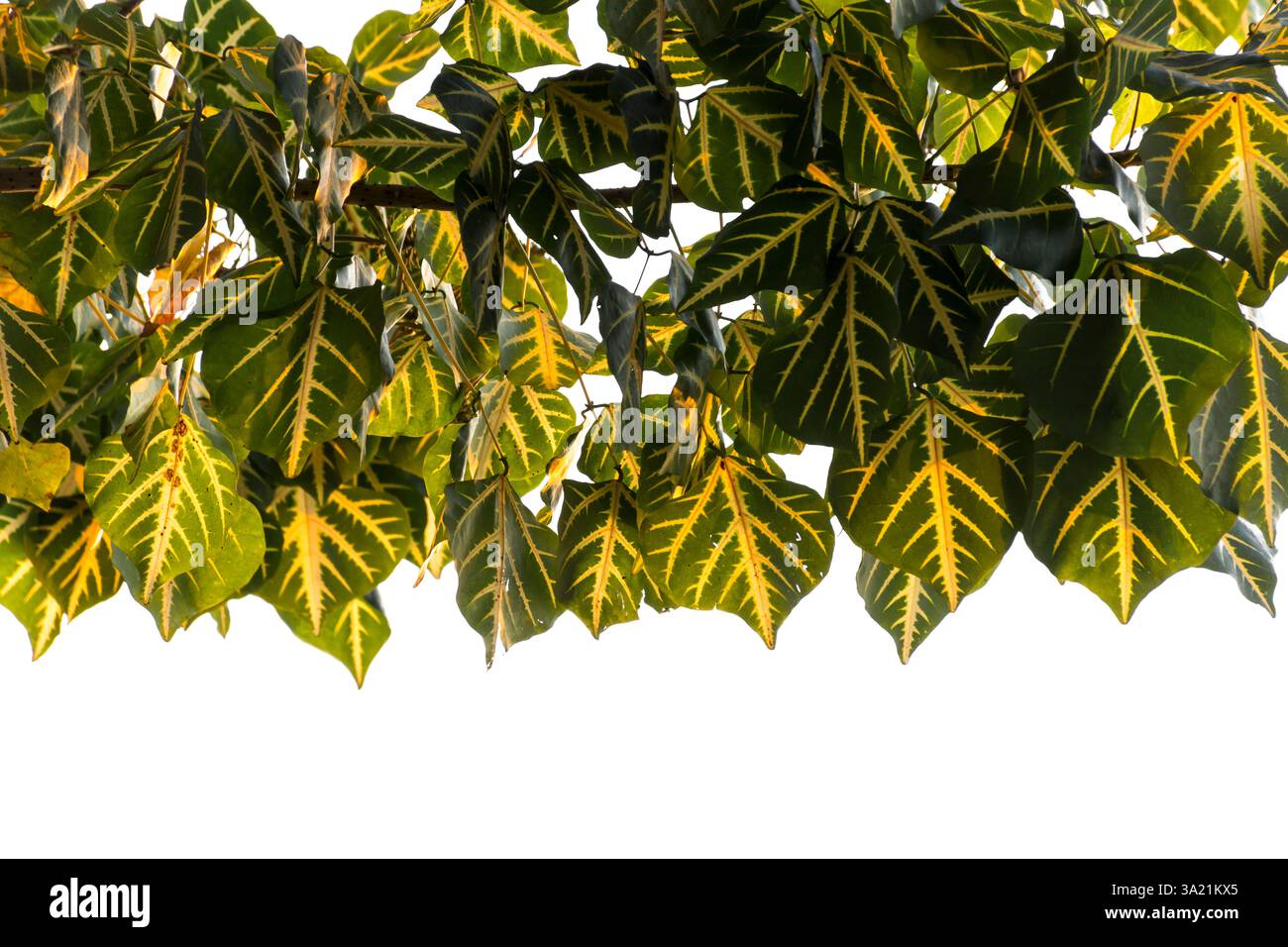 Tree green color isolated on white background Stock Photo - Alamy