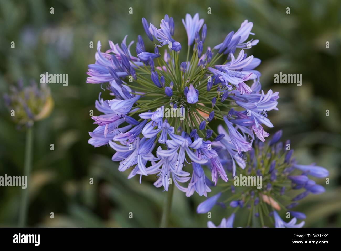 Blue lily (Agapanthus africanus) photographed in Turkey Stock Photo - Alamy