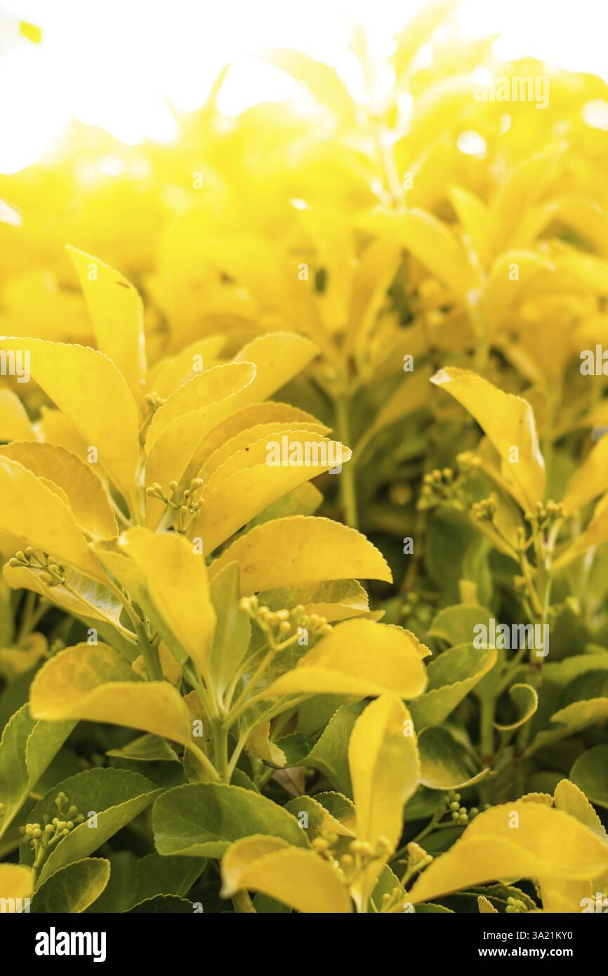 Close up of yellow garden leaves. Colorful yellow croton plants Stock ...