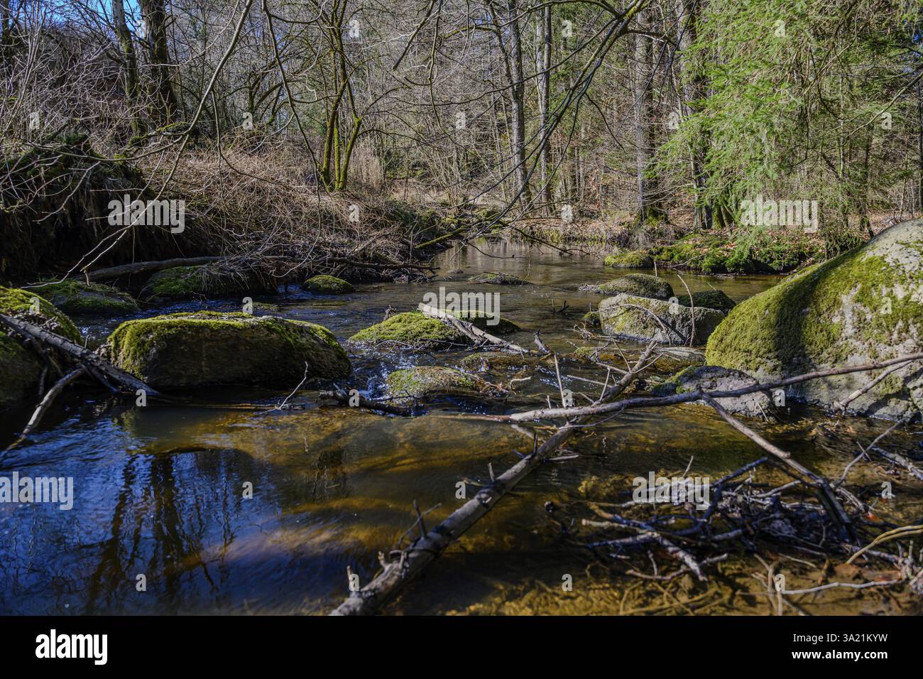 A stream flows through a wooded area with moss-covered stones and dense ...