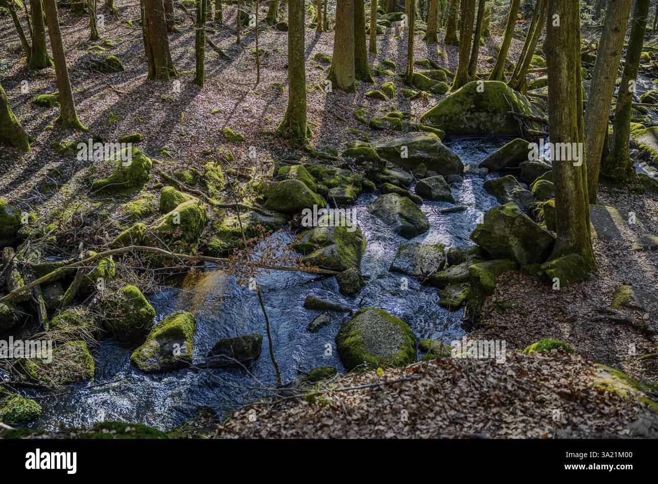 Winding streams and mossy rocks under tall trees in the forest ...