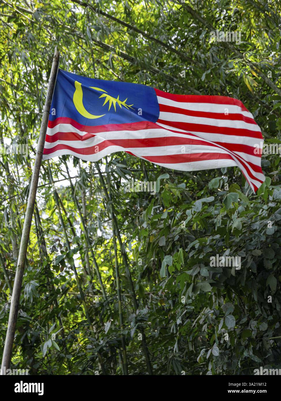Flag of Malaysia, in front of rainforest thicket Stock Photo - Alamy