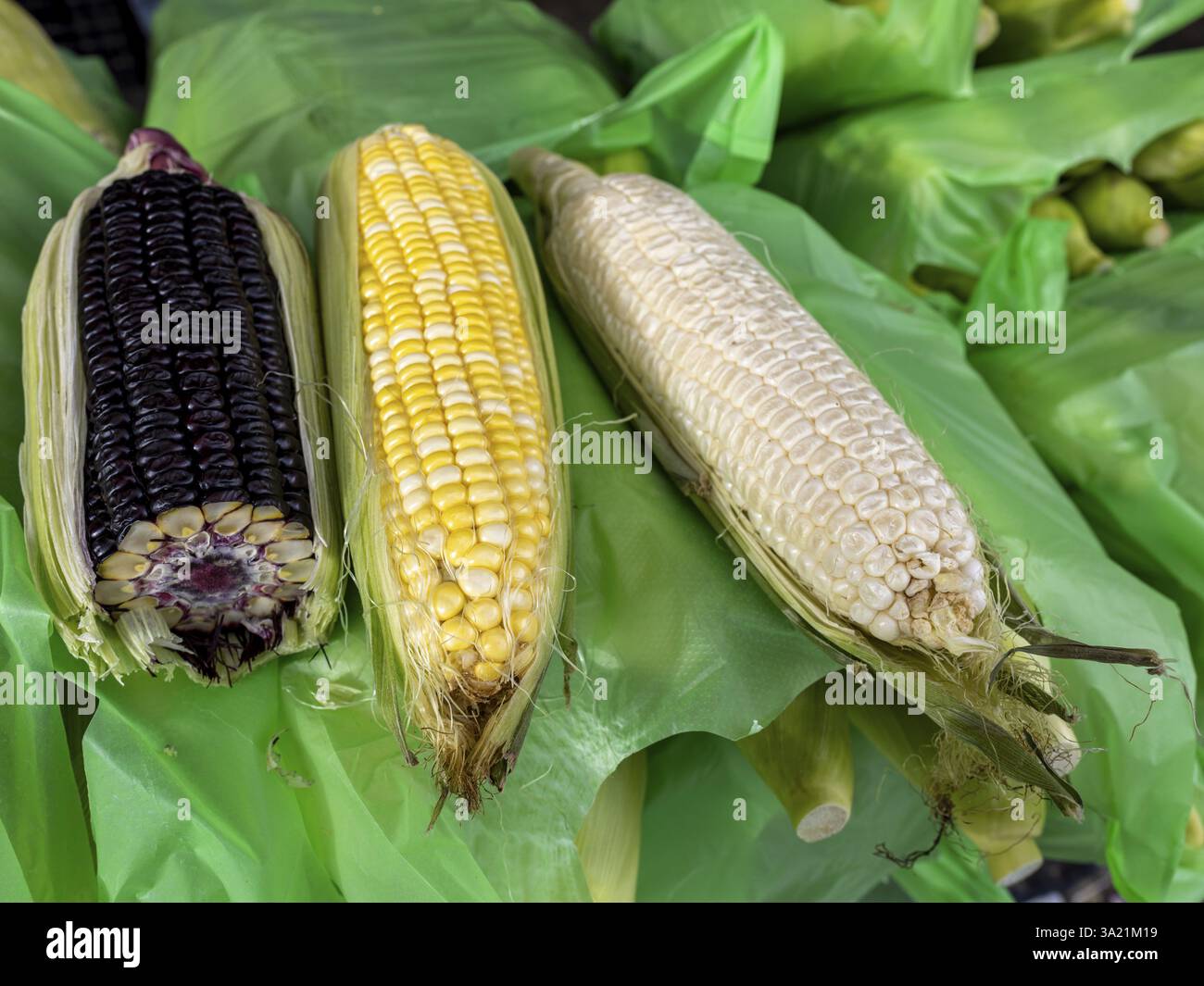 Various maize varieties, Kea Farm Market, Cameron Highlands, Malaysia ...