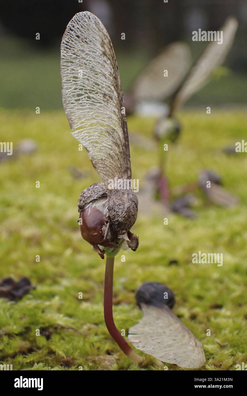 Norway maple (Acer platanoides) deciduous tree germinating on an old ...