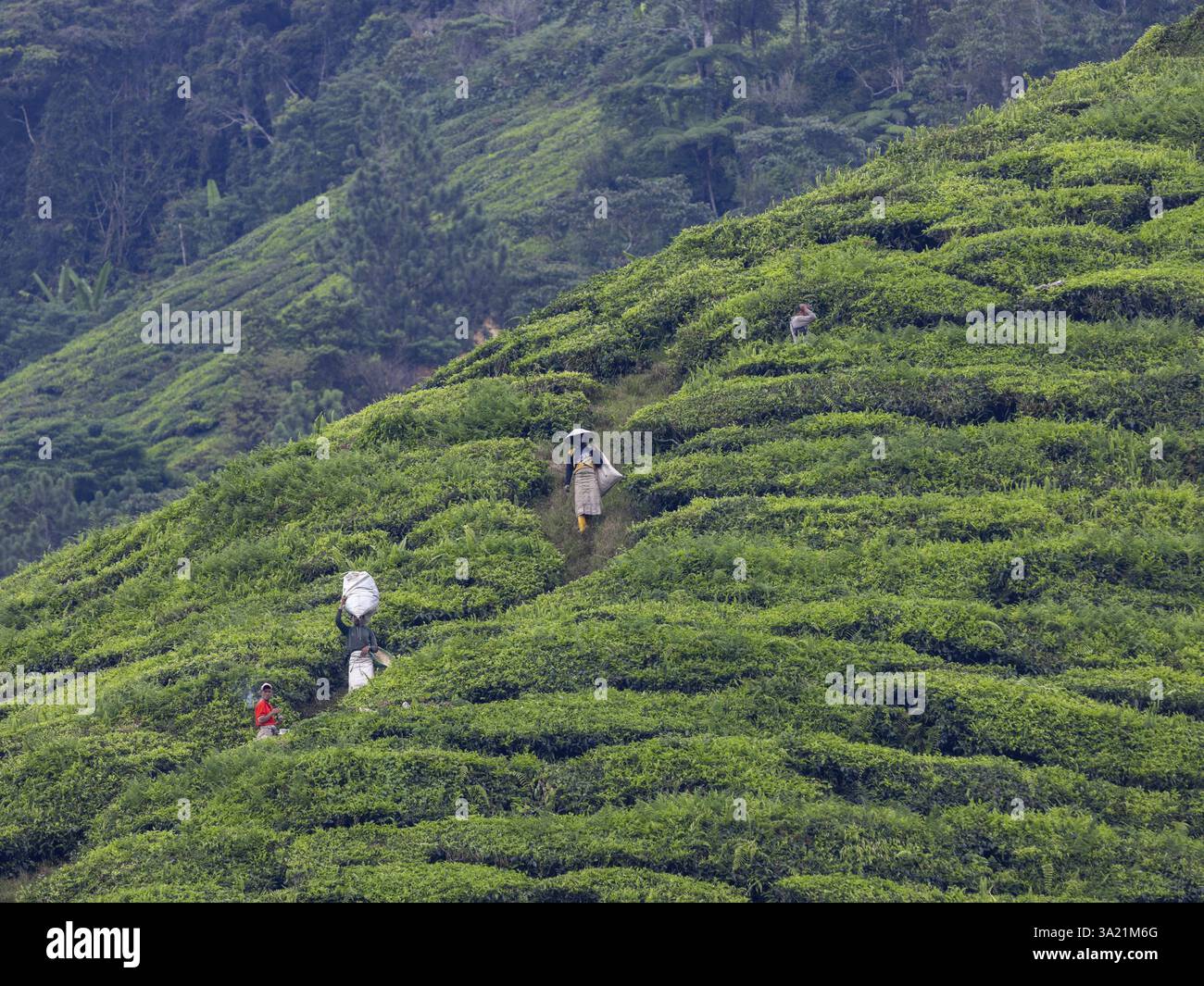 Tea pickers at work, Boh Tea plantation, Cameron Highlands, Malaysia ...