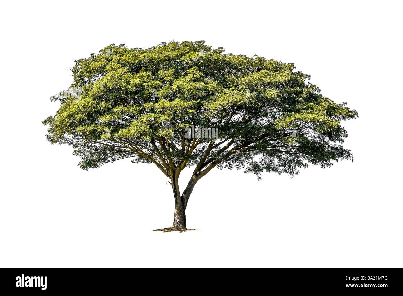 Tree green color isolated on white background Stock Photo - Alamy