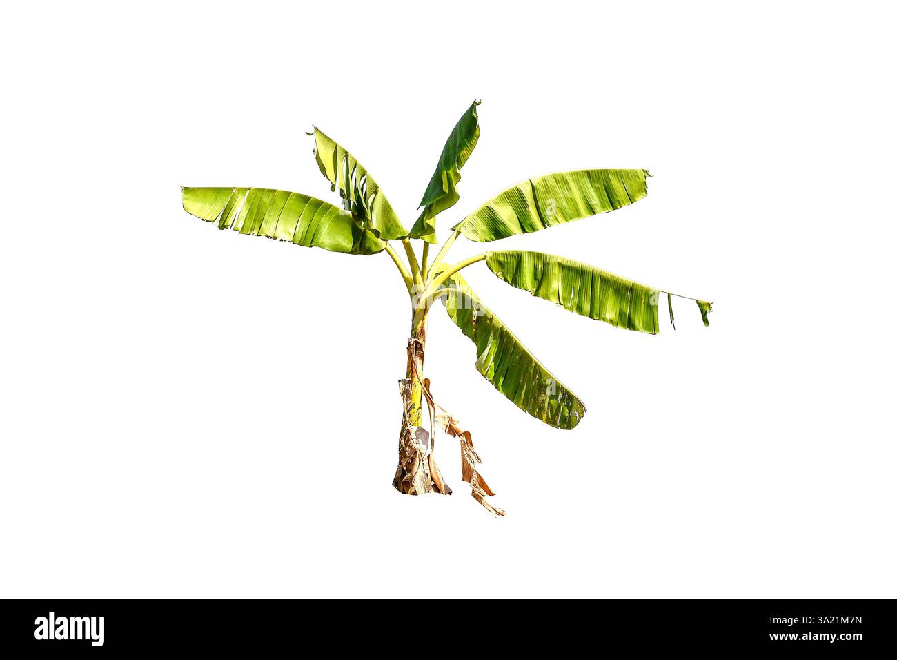 Tree (Banana tree) green color isolated on white background Stock Photo ...