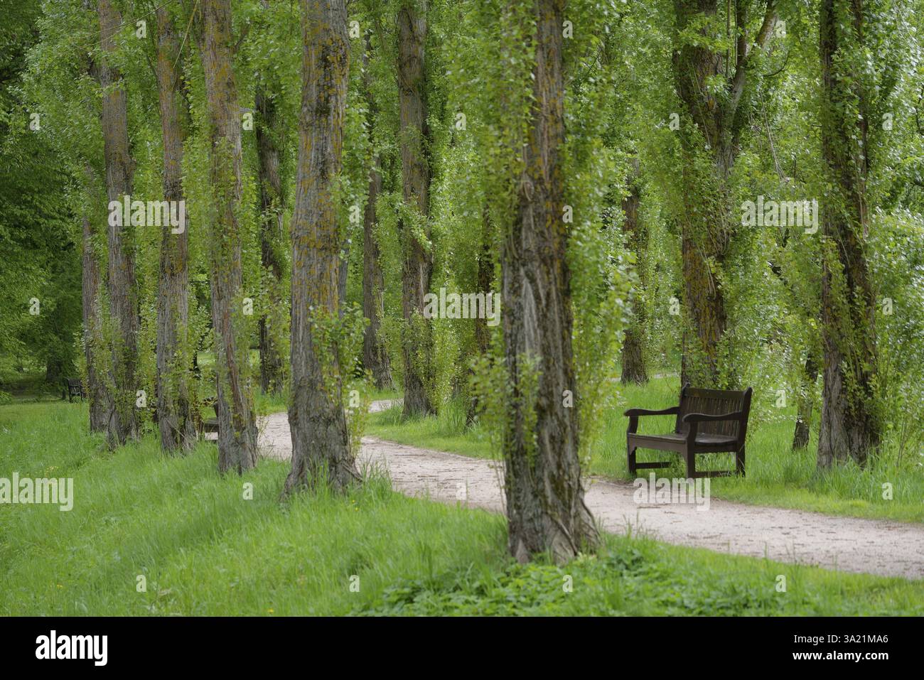 Allee im palace gardens, Baumallee, Bad Mergentheim, palace gardens ...