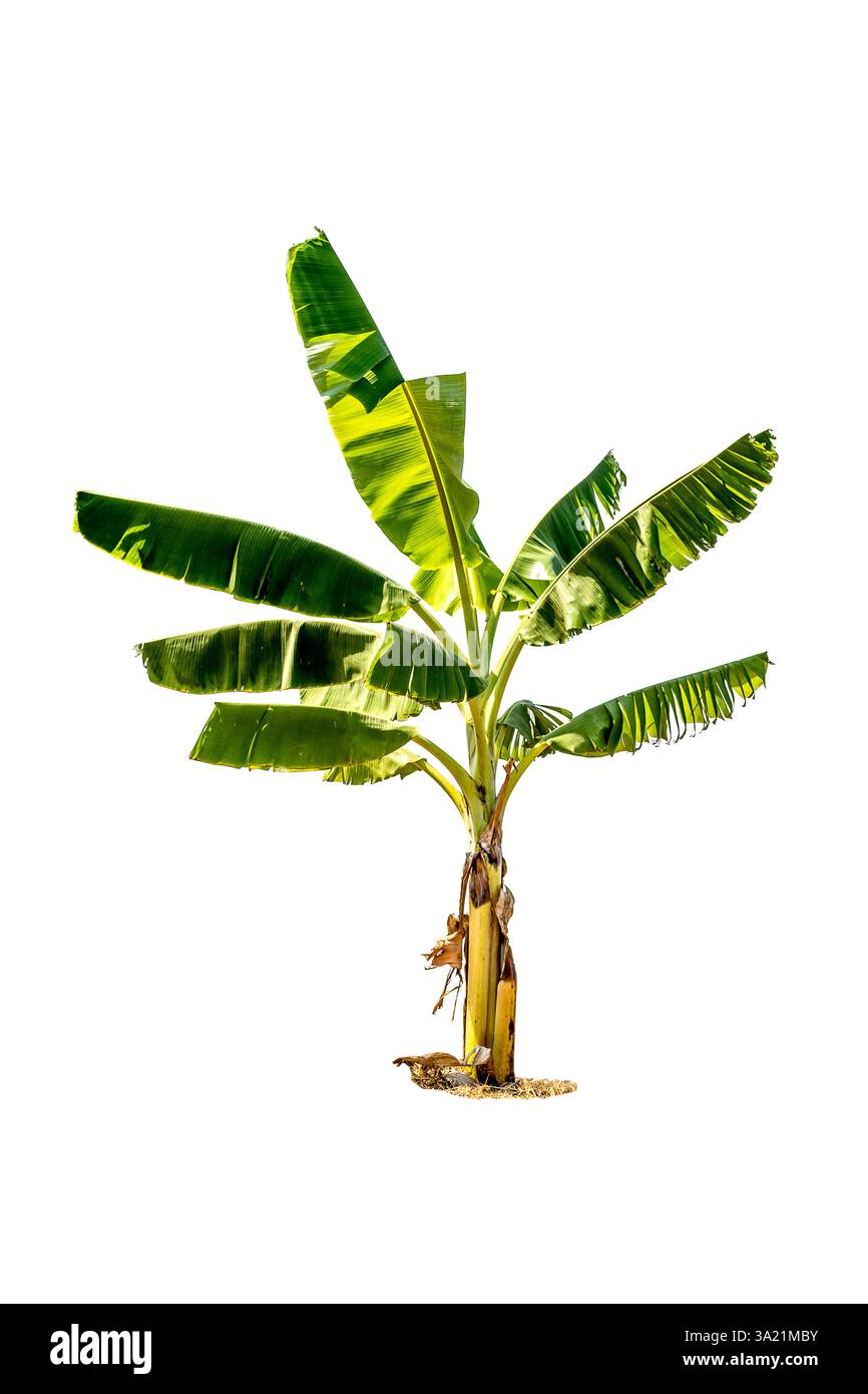Tree (Banana tree) green color isolated on white background Stock Photo ...