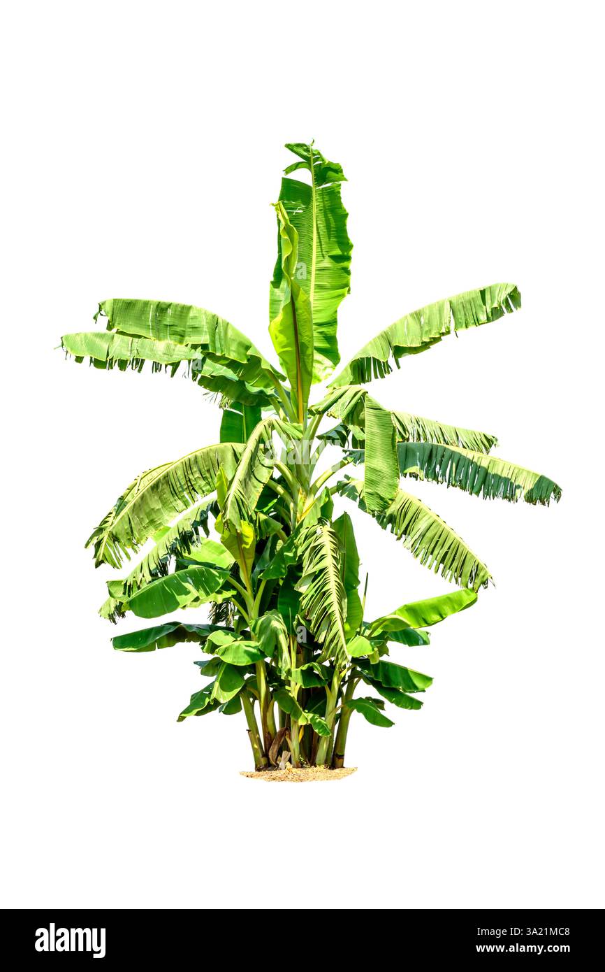 Tree (Banana tree) green color isolated on white background Stock Photo ...