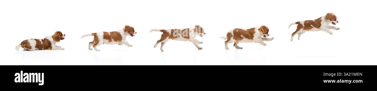 Collage. Dynamic sequence of Cavalier King Charles Spaniel running and ...
