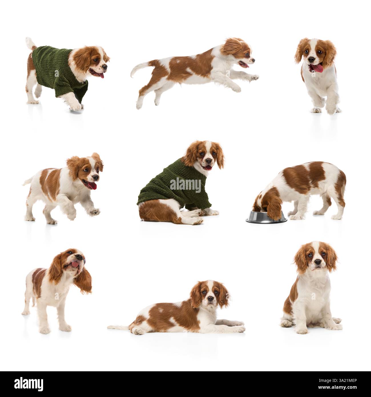 Collage made of playful Cavalier King Charles Spaniel puppies posing isolated against studio ...