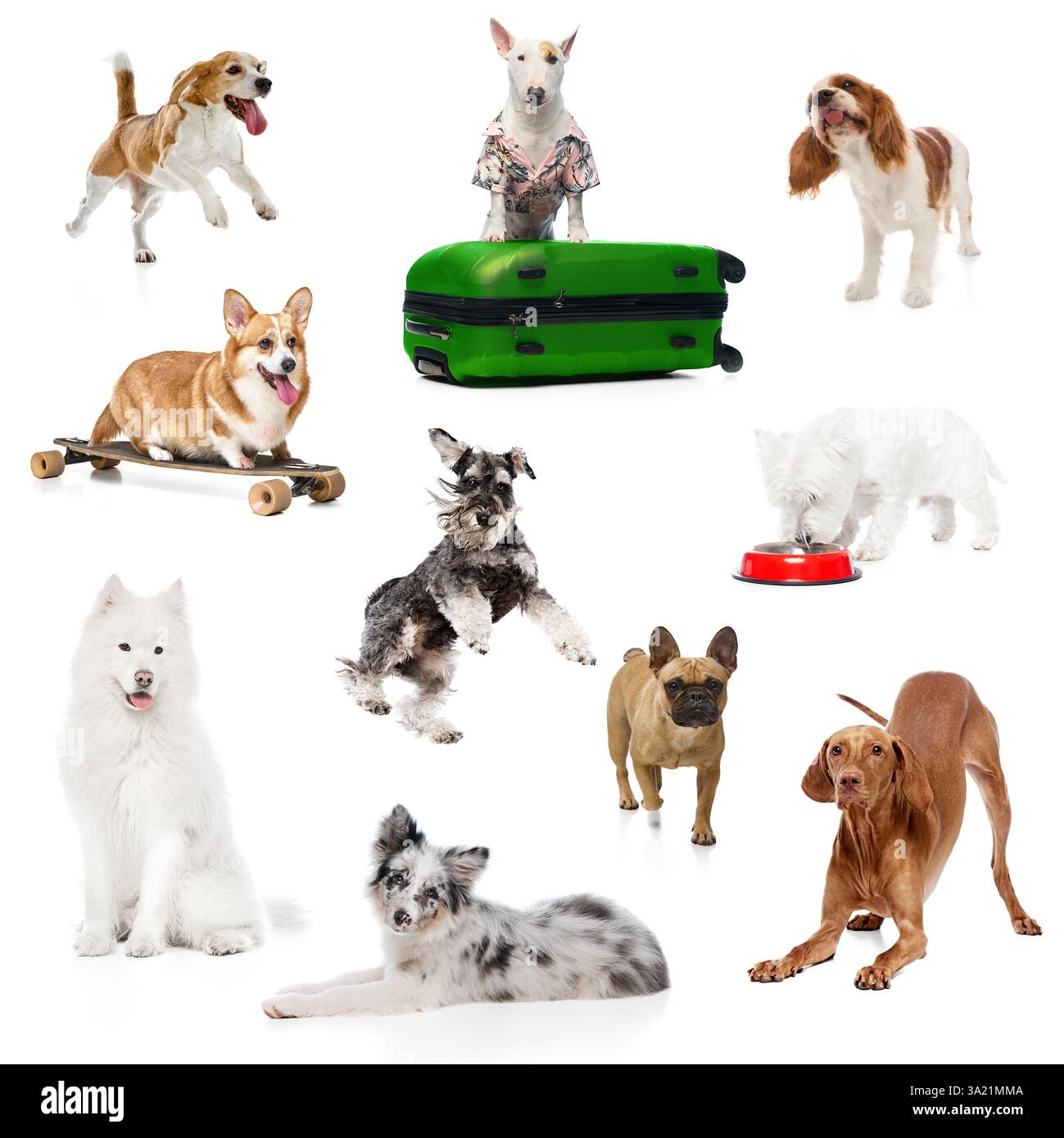 Collage made of photos of playful dogs different breeds posing against ...