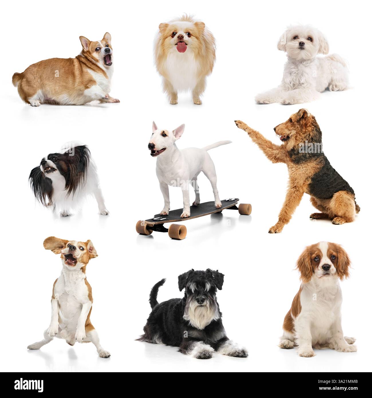 Collage. Group of various dogs, different breeds, posing against white ...