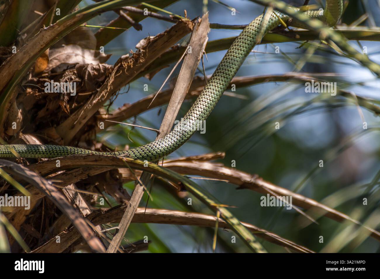 Cross hatching hi-res stock photography and images - Alamy
