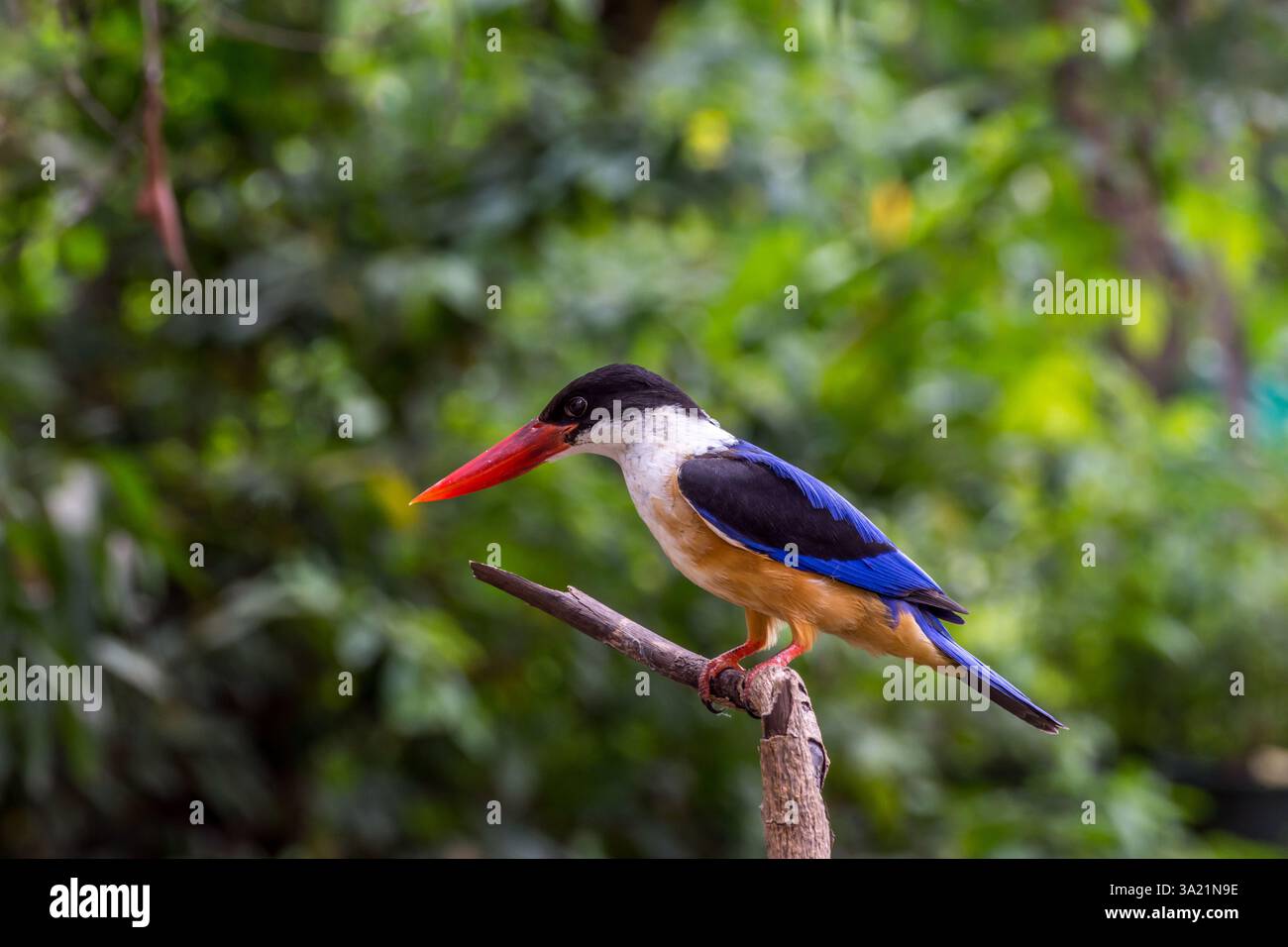 Bird (Black-capped Kingfisher, Halcyon pileata) purple-blue wings and ...