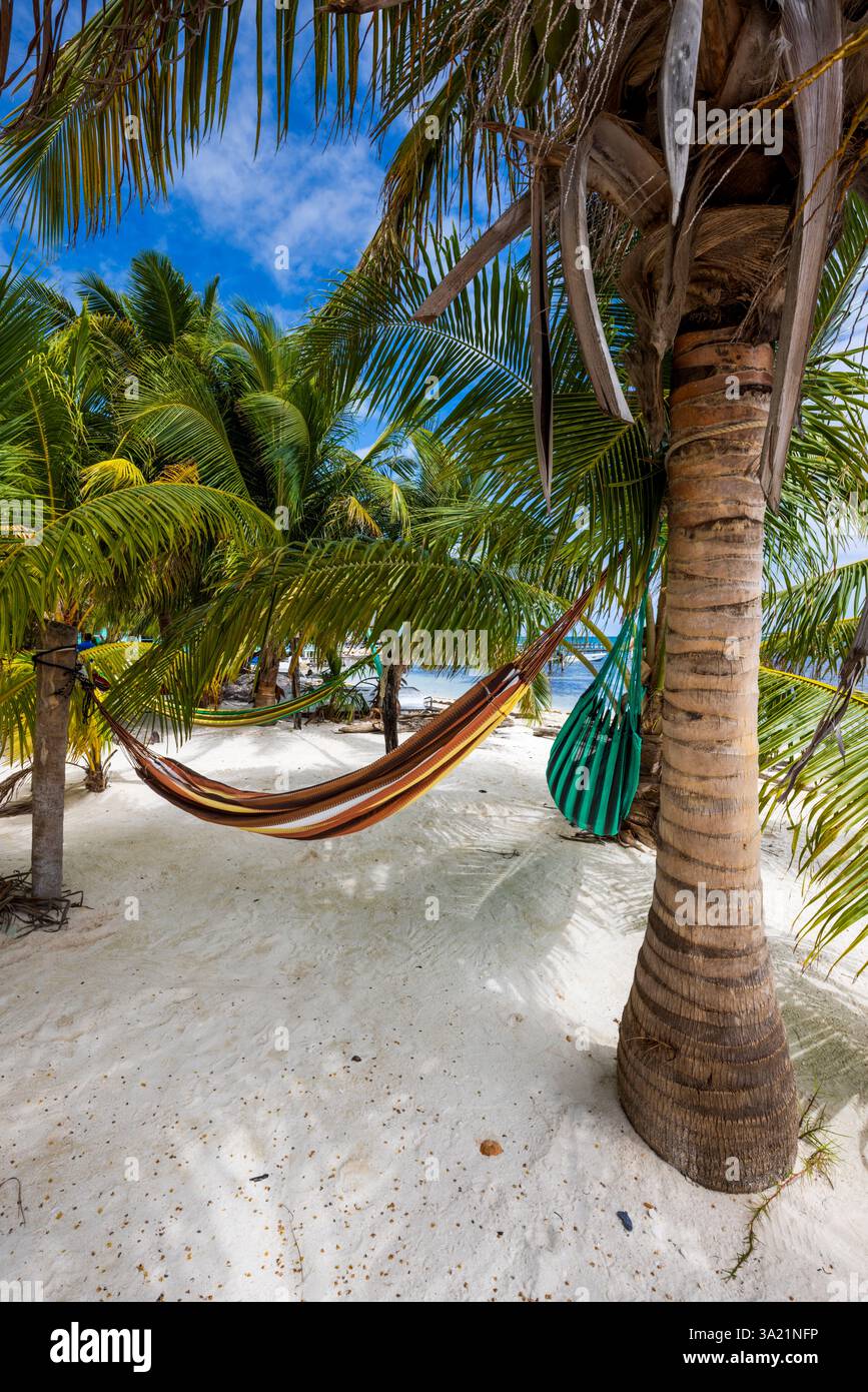 Coconut tree hammocks on Caye Caulker beach, Belize, Central America ...