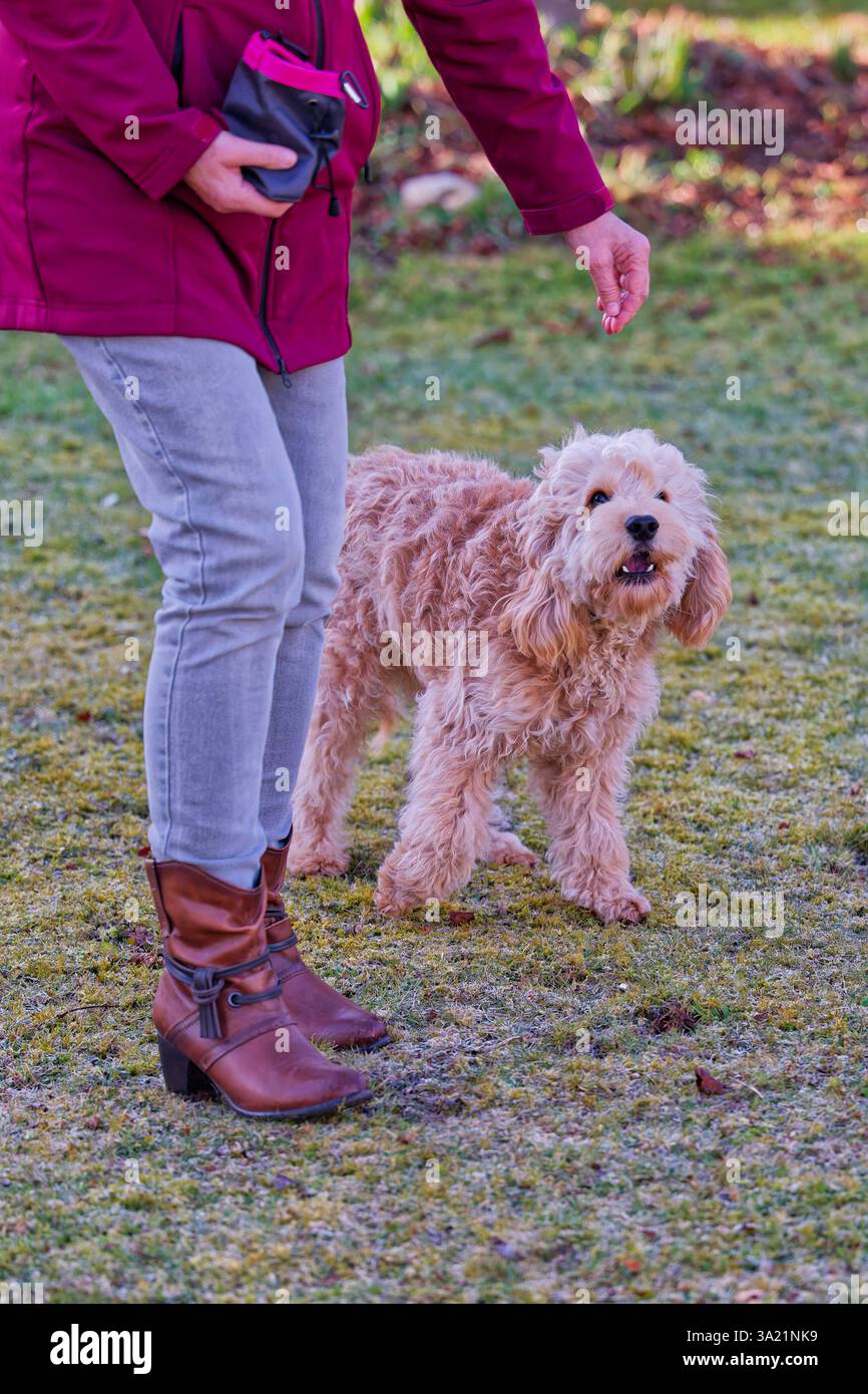 Hund und Mensch. Der Cockapoo Welpe bekommt sein Leckerchen. Siegsdorf ...