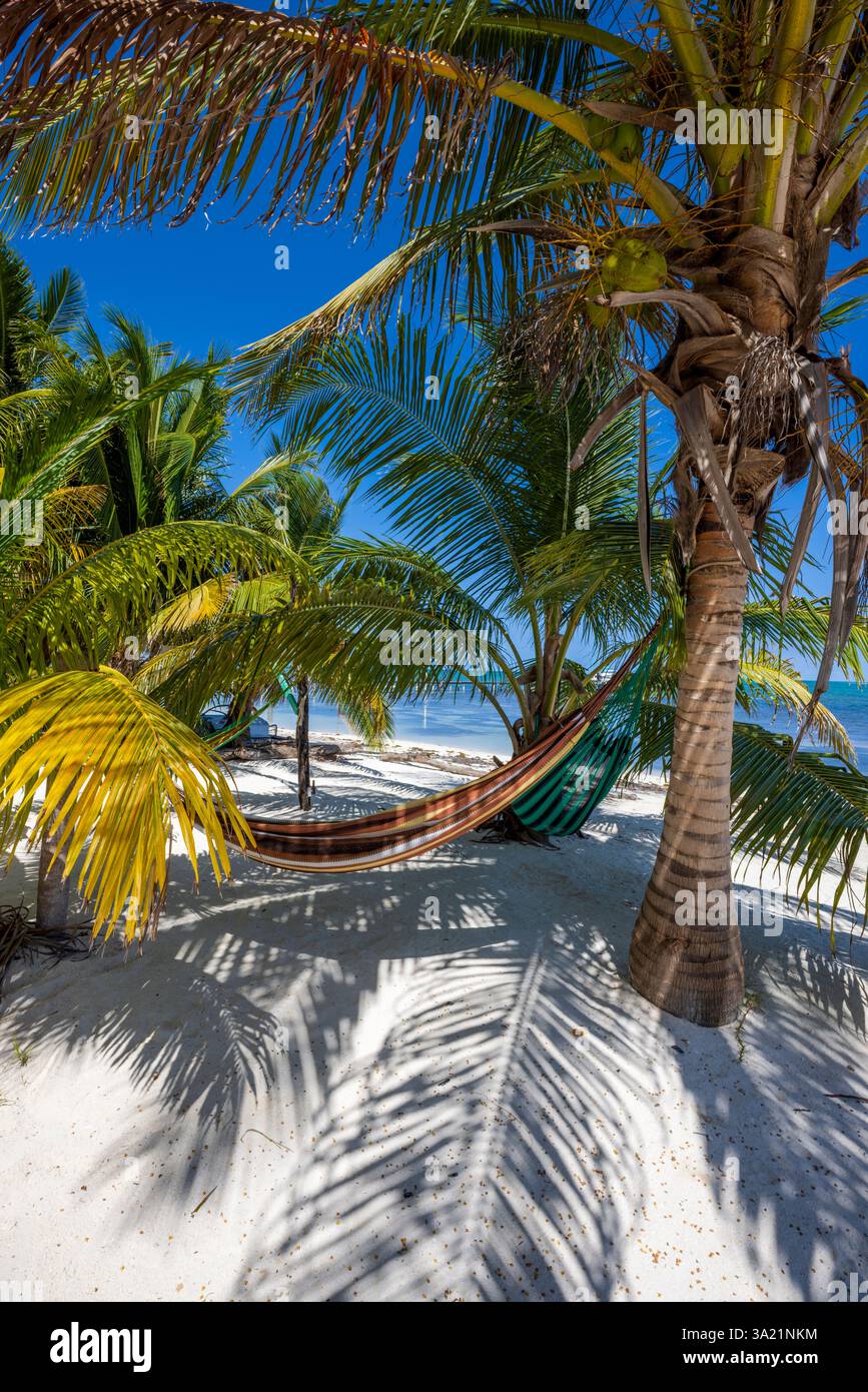 Coconut tree hammocks on Caye Caulker beach, Belize, Central America ...
