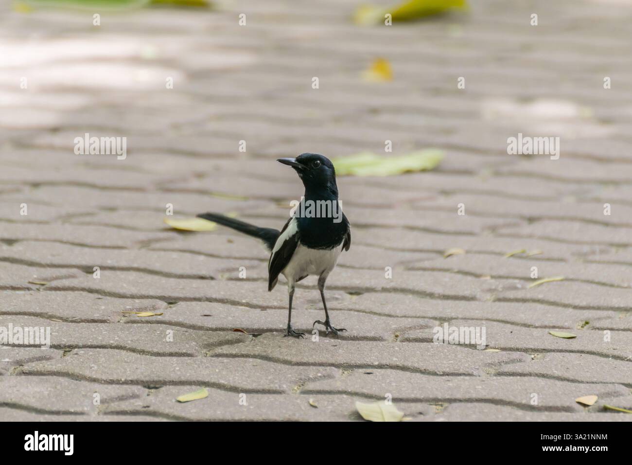 Bird (Oriental magpie-robin or Copsychus saularis) male black and white ...