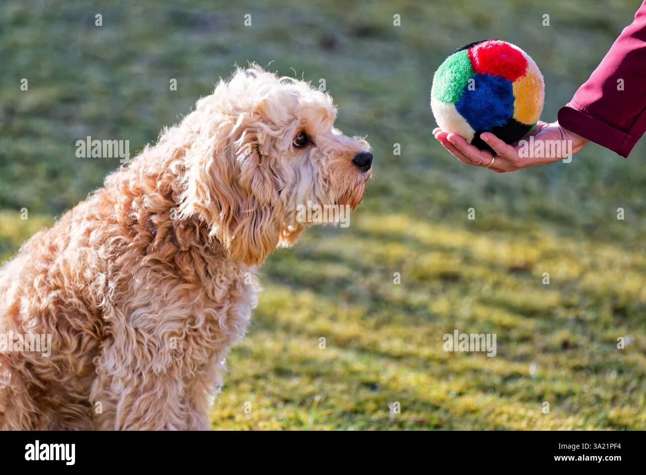 Los geht das Lieblingsspiel. Der Cockapoo Welpe und sein Ball ...