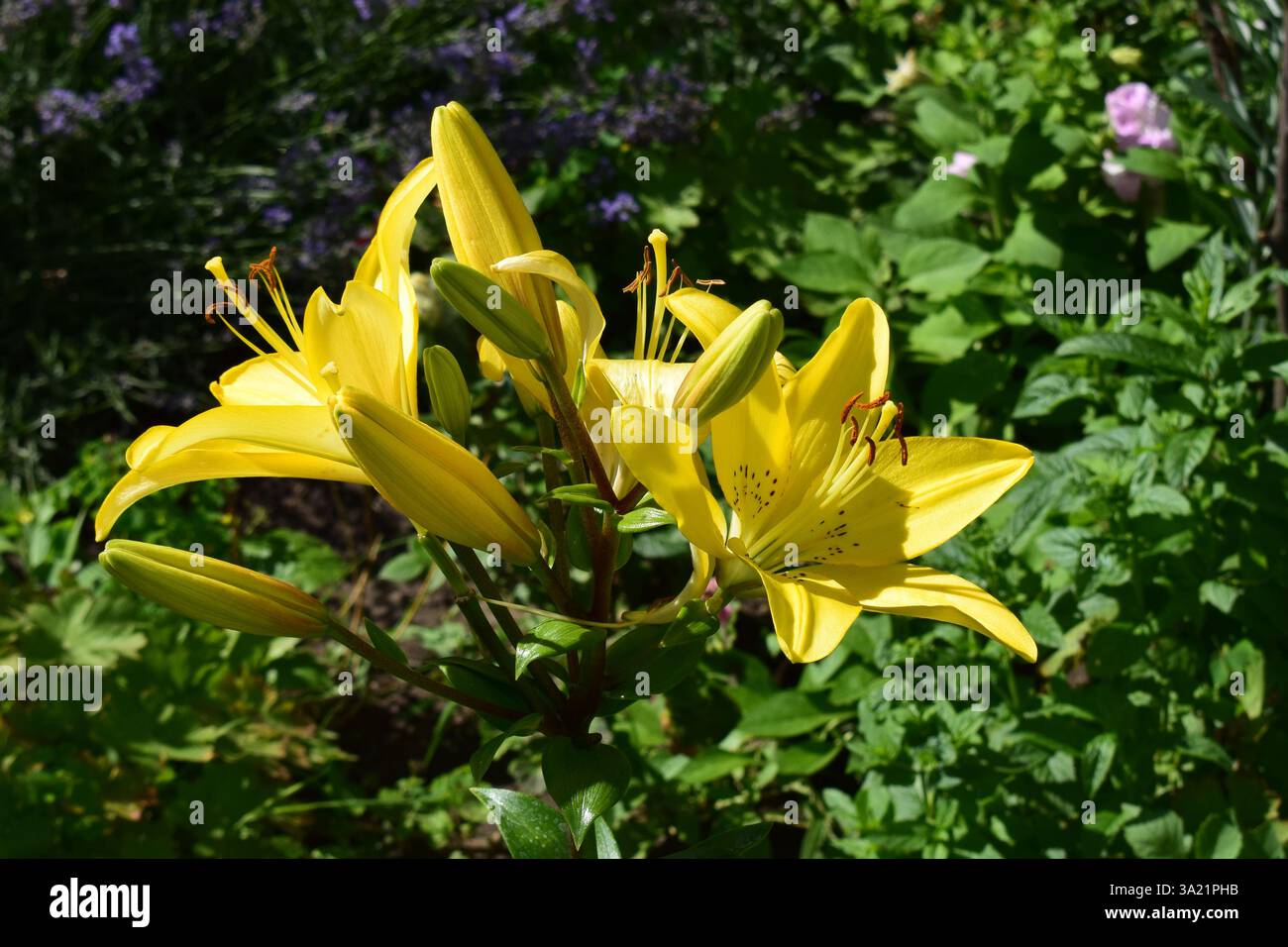 Prominent cluster of elongated hi-res stock photography and images - Alamy