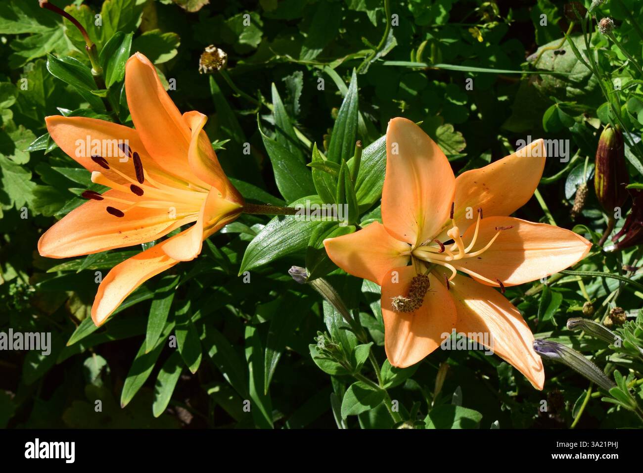 A close-up view of an orange lily flower in full bloom. The petals are ...