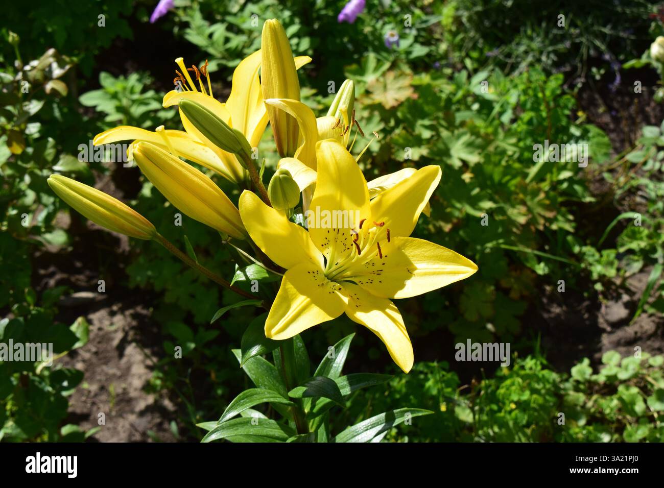 A cluster of vibrant yellow lilies in full bloom, surrounded by lush ...