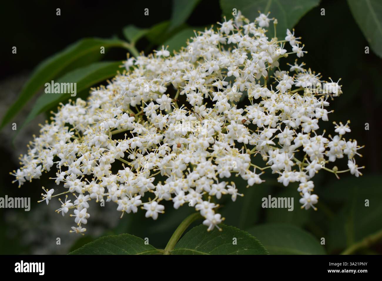 Dense cluster delicate white flowers hi-res stock photography and ...