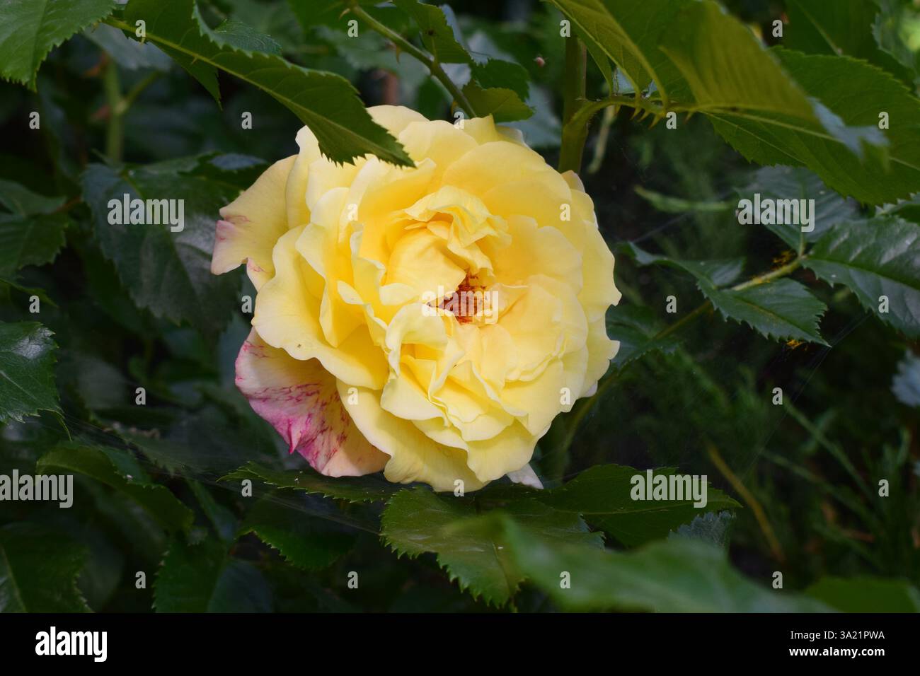 A vibrant yellow rose with soft pink edges in full bloom, surrounded by ...