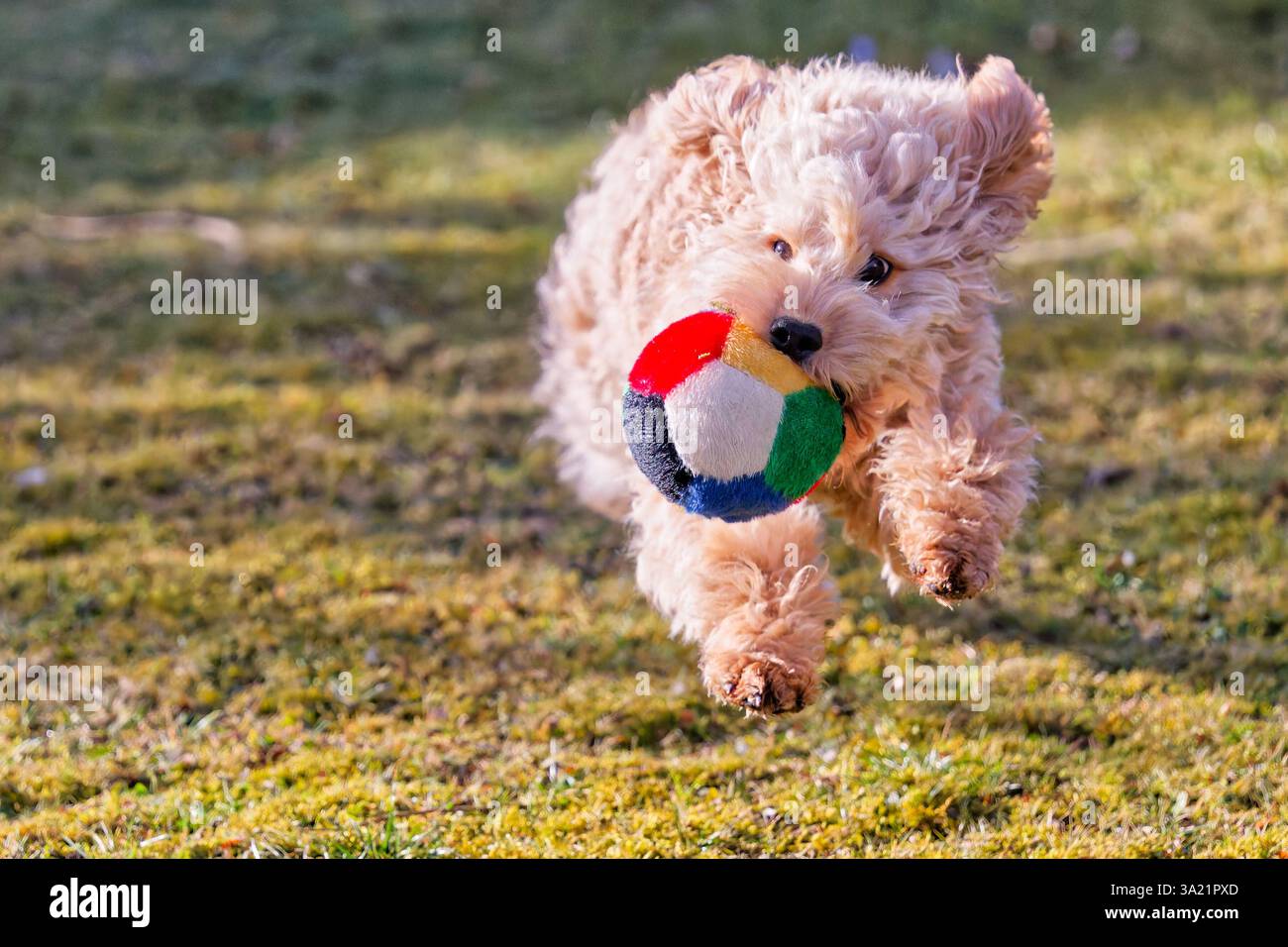 Los geht das Lieblingsspiel. Der Cockapoo Welpe und sein Ball ...