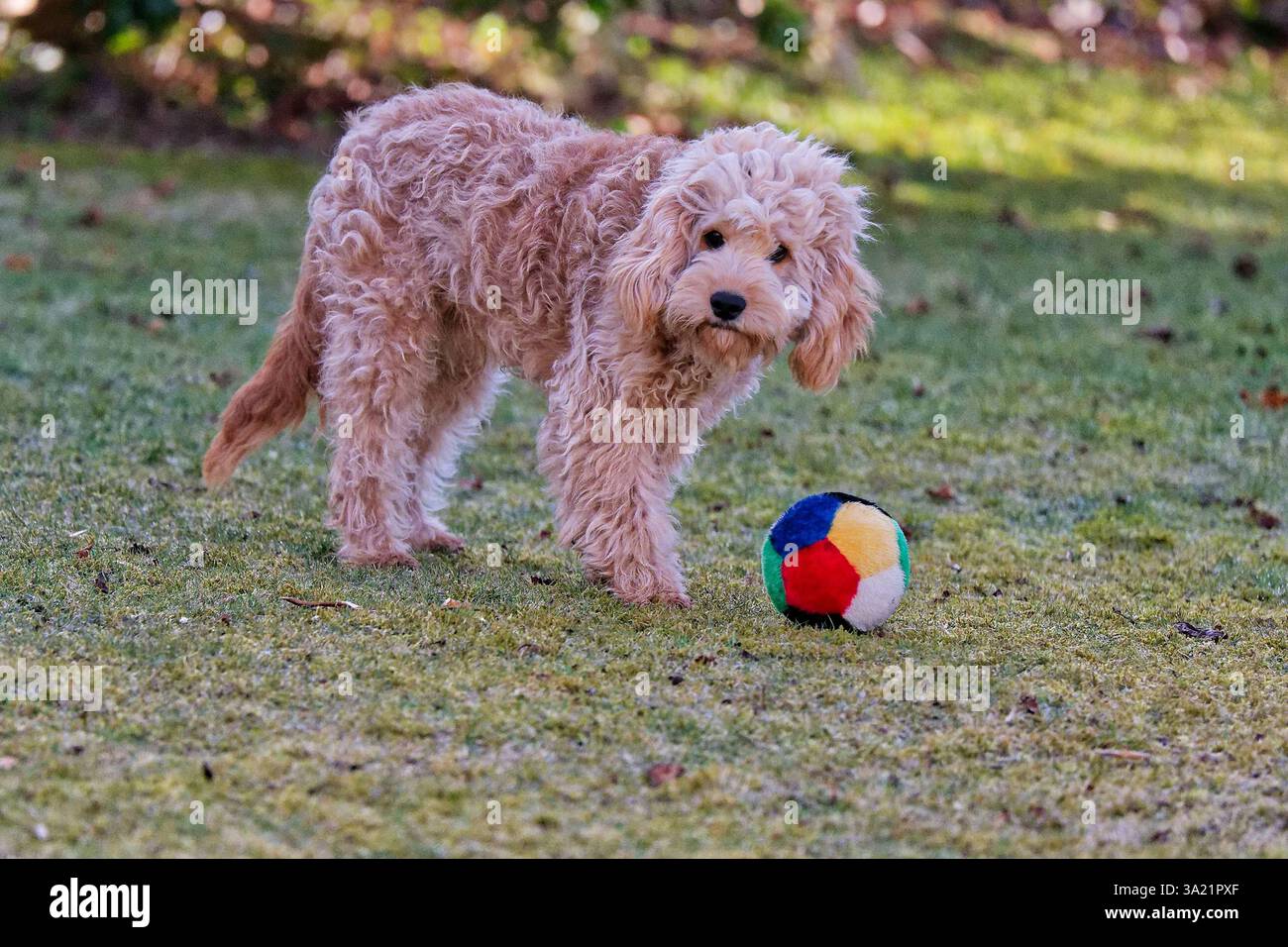 Los geht das Lieblingsspiel. Der Cockapoo Welpe und sein Ball ...