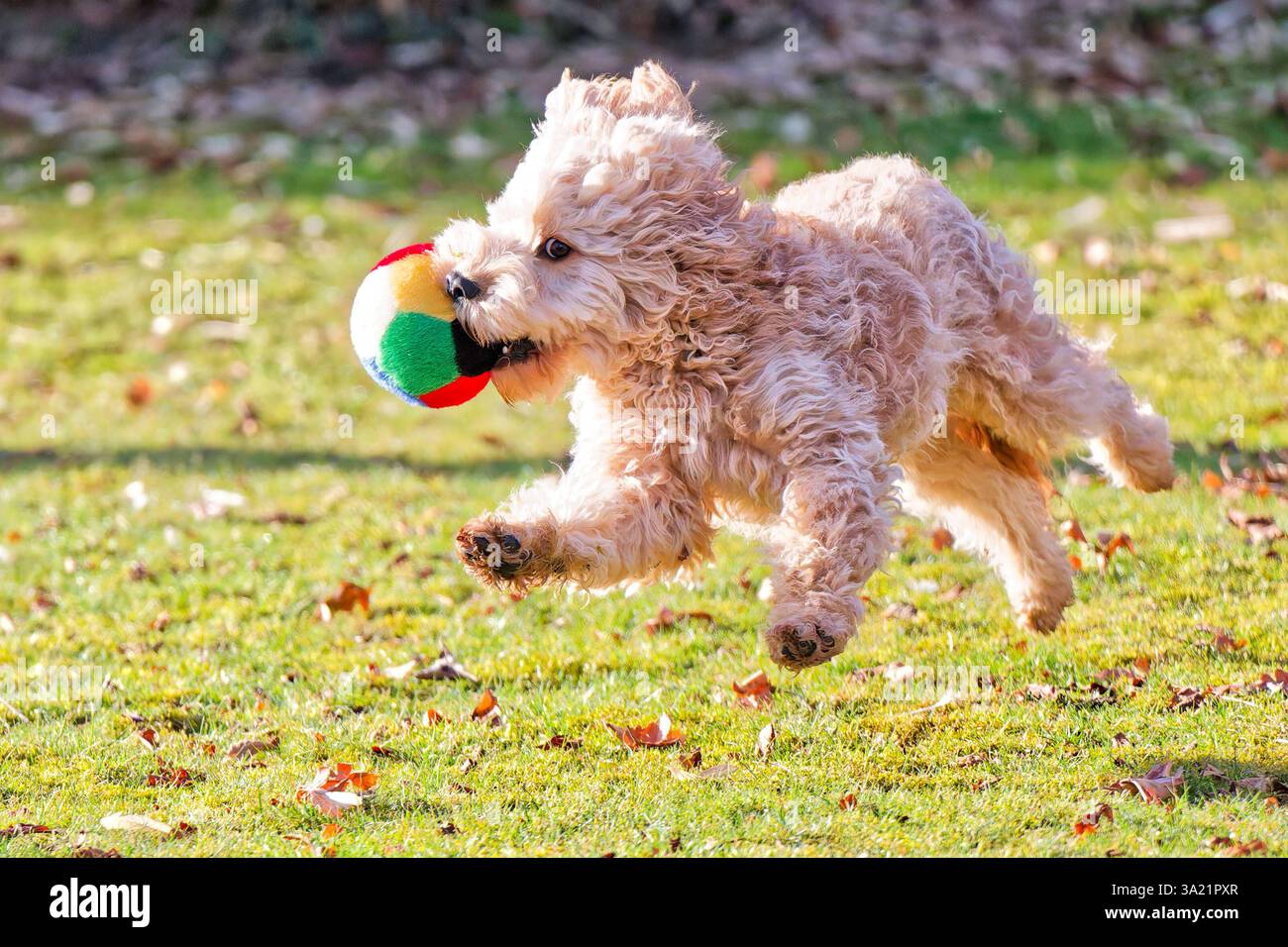 Los geht das Lieblingsspiel. Der Cockapoo Welpe und sein Ball ...