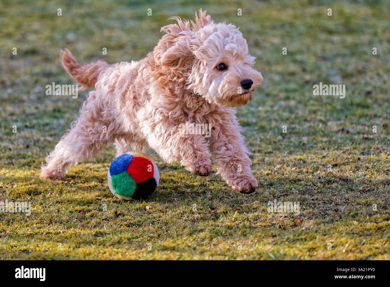 Los geht das Lieblingsspiel. Der Cockapoo Welpe und sein Ball. Siegsdorf Bayern Deutschland ...