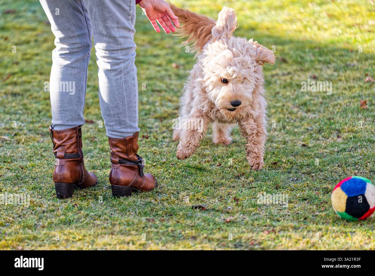 Los geht das Lieblingsspiel. Der Cockapoo Welpe und sein Ball ...