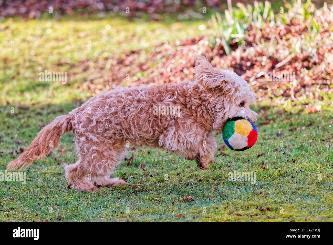 Los geht das Lieblingsspiel. Der Cockapoo Welpe und sein Ball ...