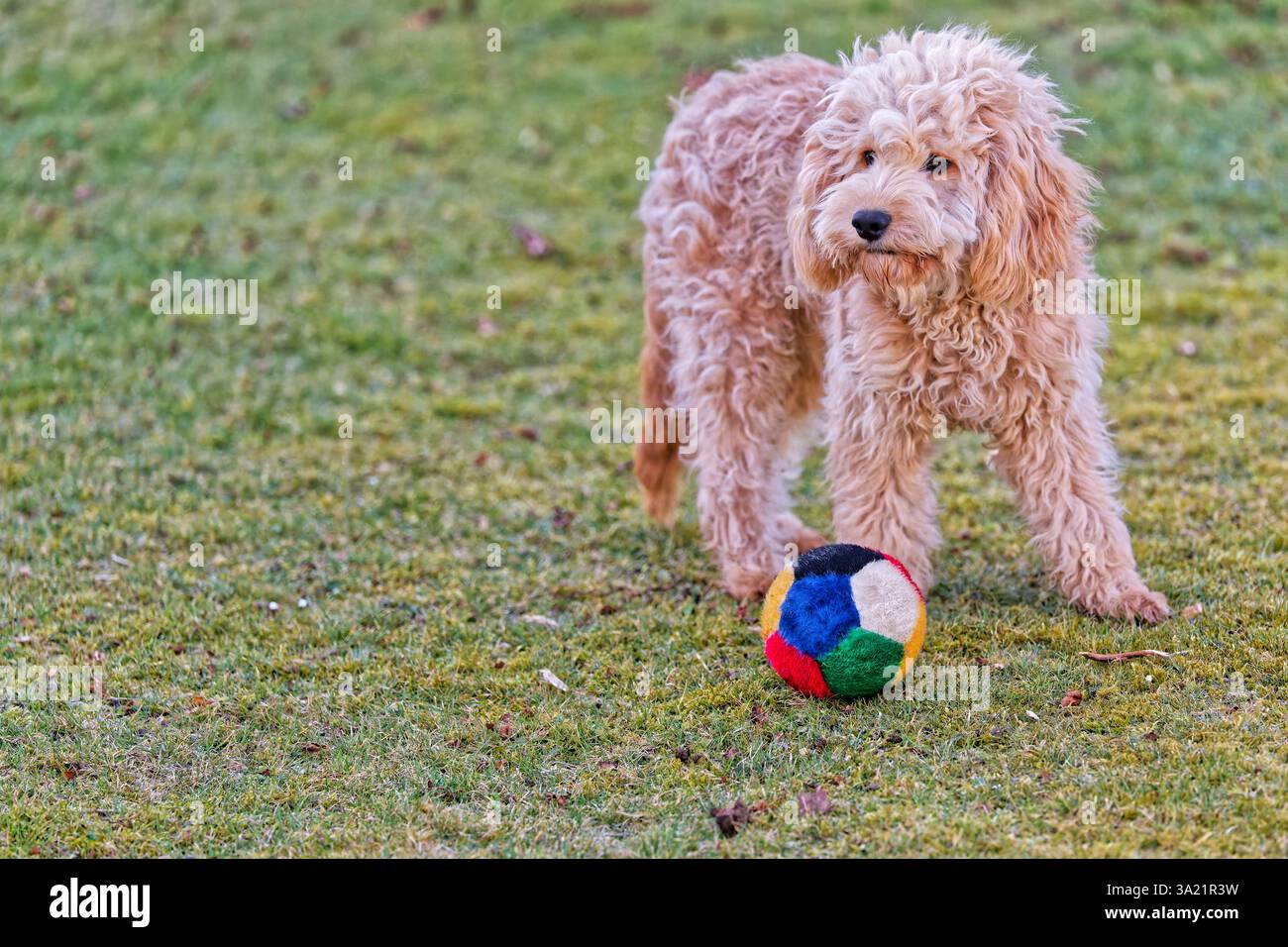 Los geht das Lieblingsspiel. Der Cockapoo Welpe und sein Ball. Siegsdorf Bayern Deutschland ...