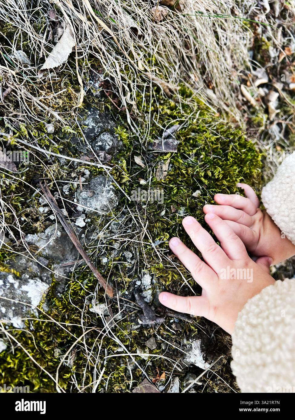 Child explores nature's textures, touching moss and dry grass on rocky ...