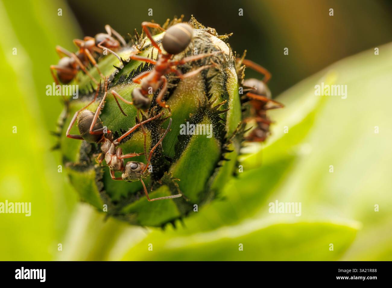 Macro view of ants on a flower bud in a garden Stock Photo - Alamy