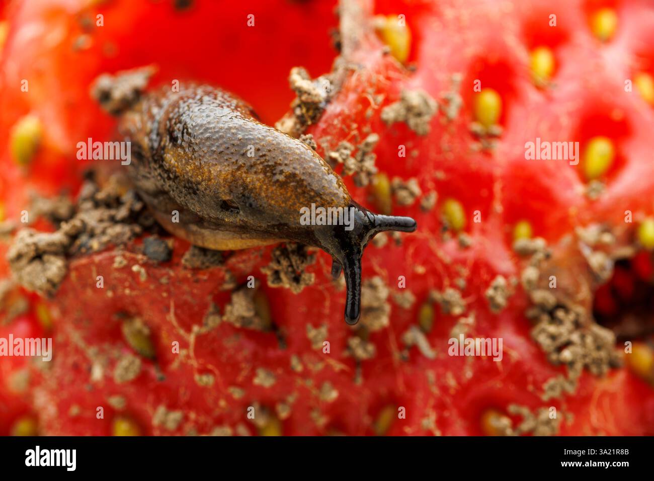 Macro view of a slug emerging from a strawberry hole Stock Photo - Alamy