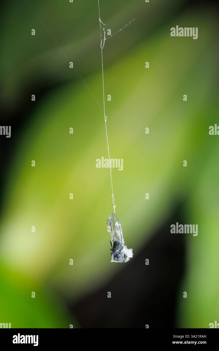 Insect corpse imprisoned in a spider web cocoon Stock Photo - Alamy