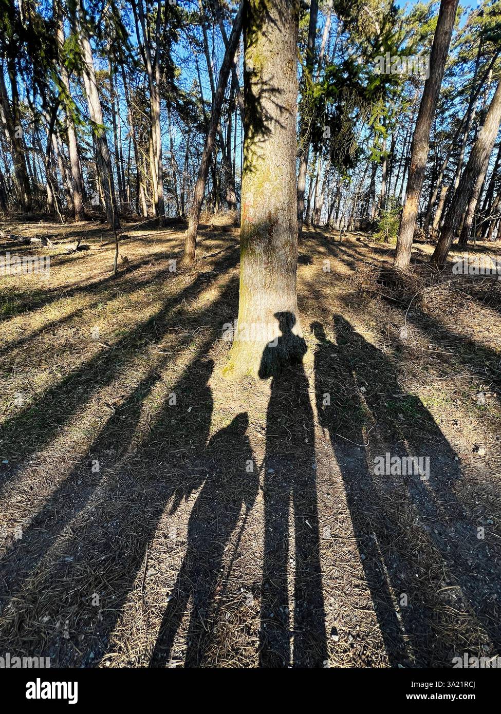 Long shadows of family cast in a tranquil forest during daylight hours ...