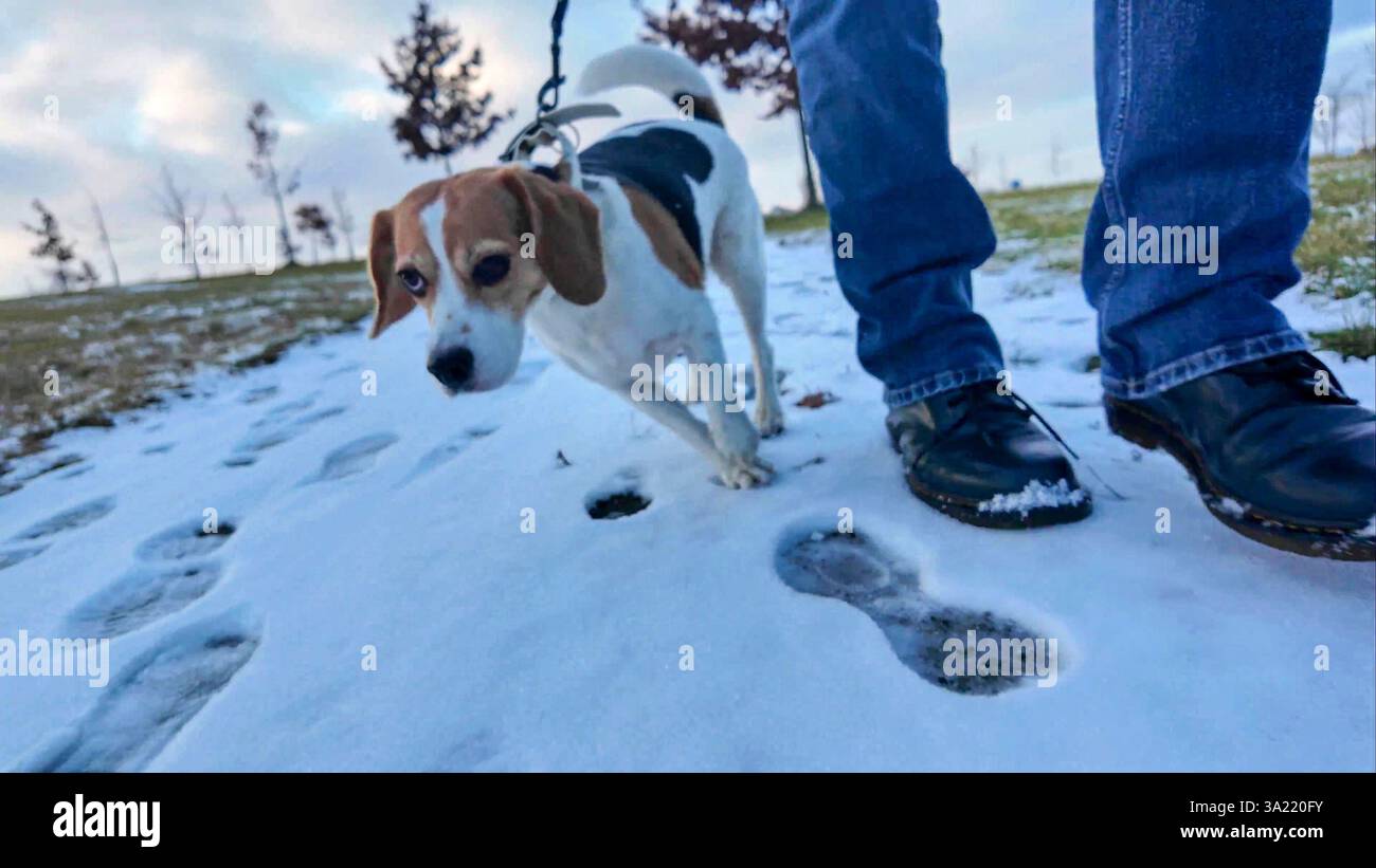 Dog on a leash during a walk with his master. Walking with a dog on a ...