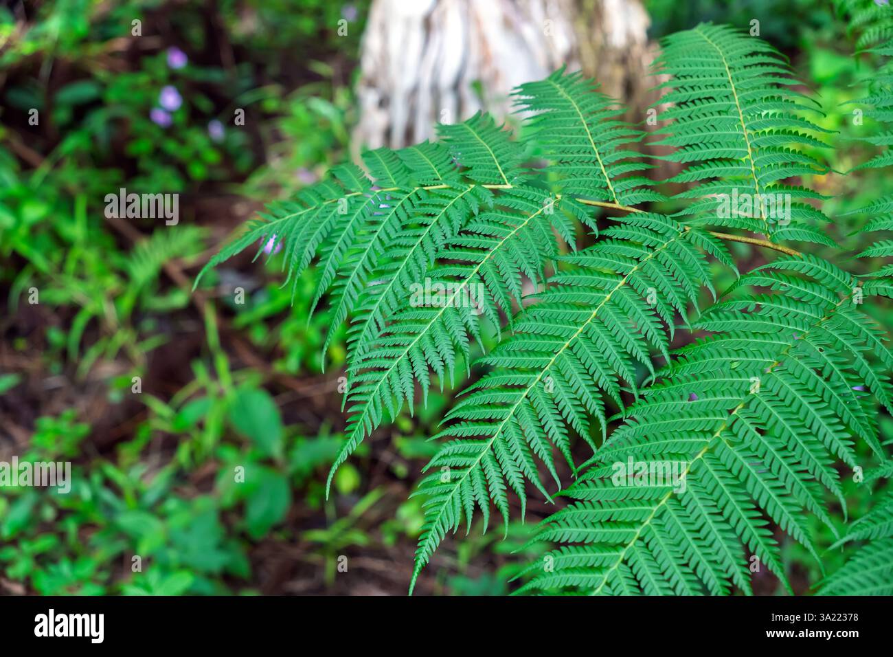 Vibrant fern fronds in forest undergrowth. Close-up of fresh green fern ...