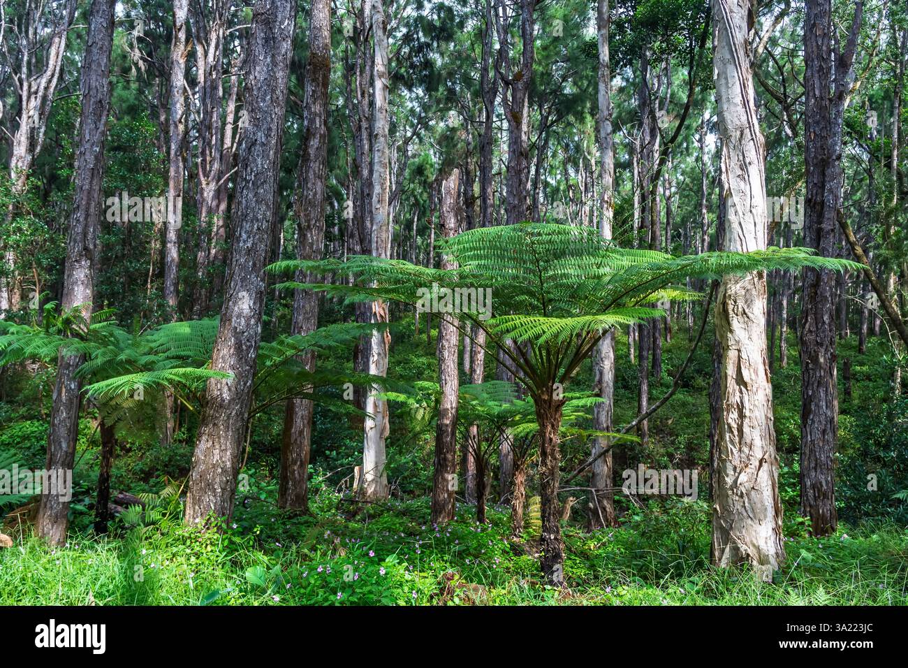 Temperate rainforest with ancient ferns.Native forest with tall ...