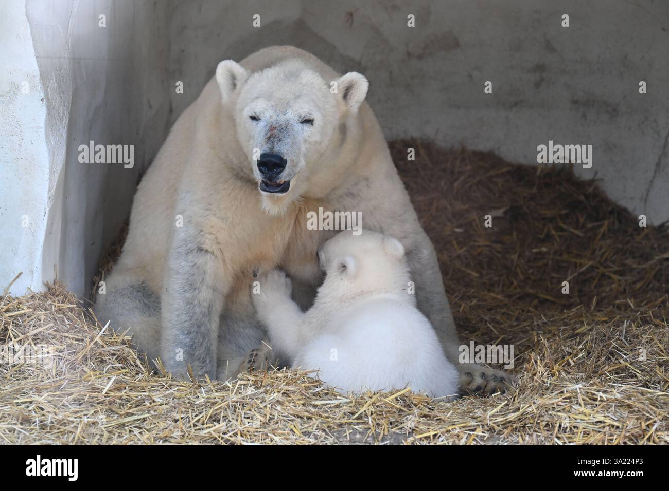 11 March 2025, Baden-Württemberg, Karlsruhe: Mika, the polar bear cub ...
