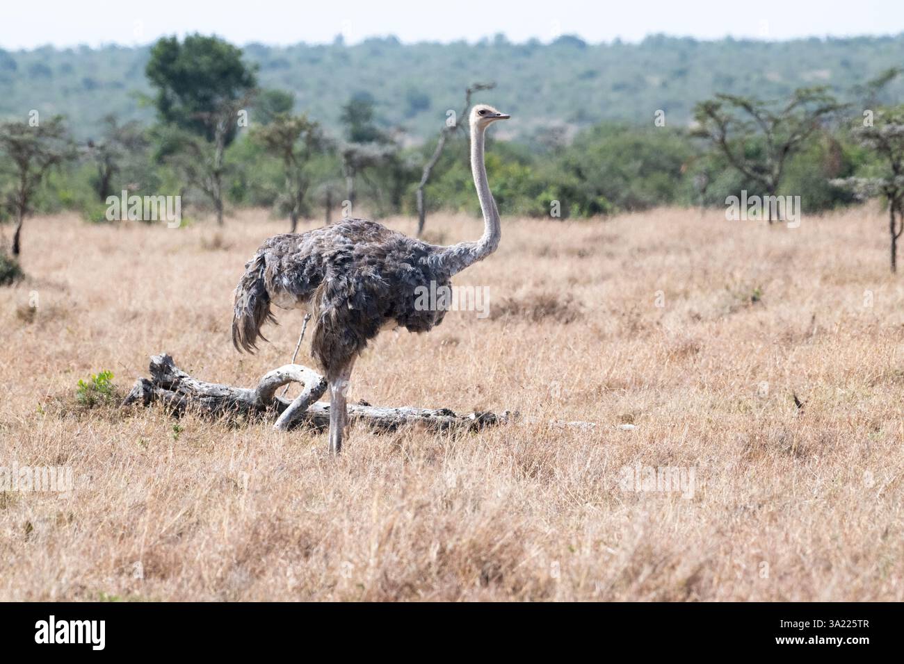 Common ostrich (Struthio camelus), adult female Stock Photo - Alamy